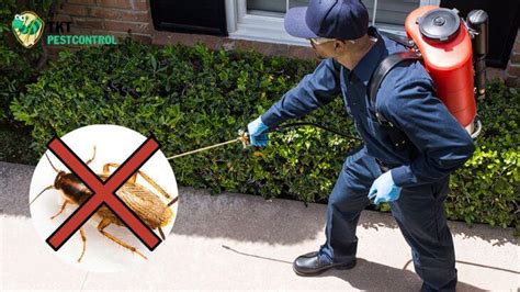 German Cockroach Extermination Tips