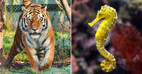 15 Animals With Unique Abilities That Defy Logic Housely