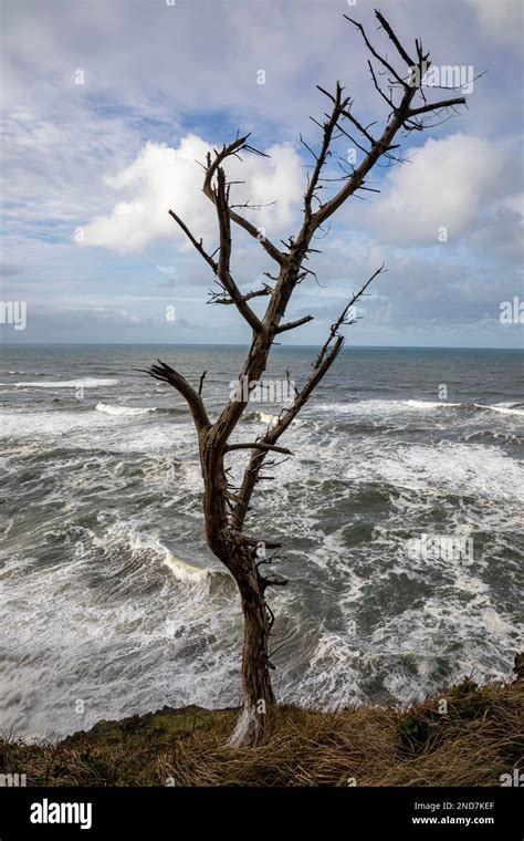 Wa22985 00washington Dead Tree On A Bluff Overlooking The Pacific Ocean At Cape