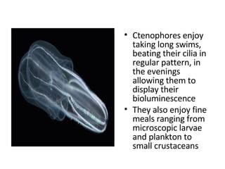 Ctenophores Ppt