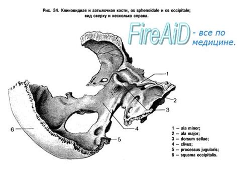 Canalis Pterygoideus что происходит