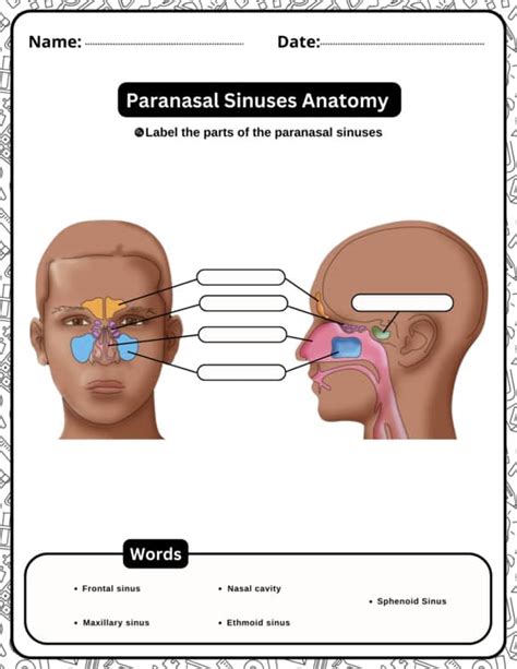 Paranasal Sinuses Anatomy Labeled Diagram Worksheetswordsearch