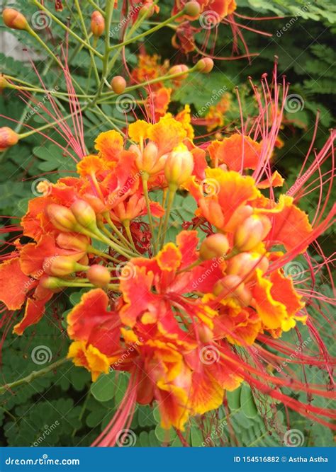 Vibrant Peacock Flower Caesalpinia Pulcherrima Royalty Free Stock