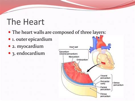 Cardiovascular System Pptx