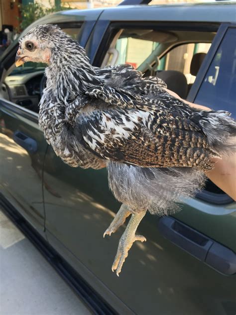 Possible Easter Egger Cockerel 6 Weeks Backyard Chickens Learn How To Raise Chickens