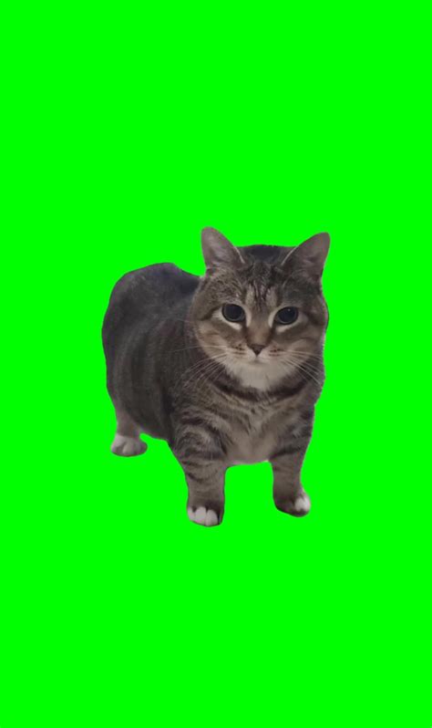 Cat Microwave Green Screen Video Download Mp4