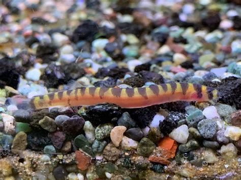 Dwarf Kuhli Loach Aquatic Avenue Online Store