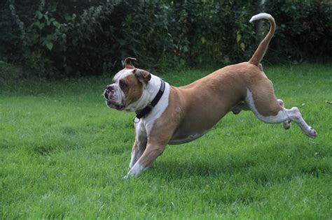 Premium Photo Dog Looking Away On Grass