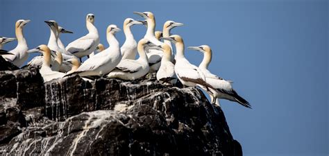 Grassholm — Thomas Bown Photography A Photographer In Pembrokeshire