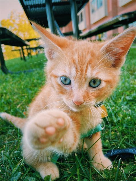 Fig Wants To Meet Everyone So Everyone Meet Fig Raww