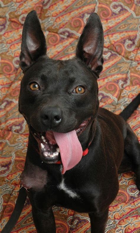 Black Dog Cat Adoption Event Best Friends Animal Society