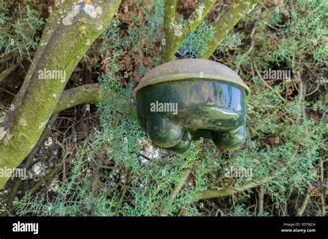 Wasp Trap Hanging On The Hedge Of A Swimming Pool Gardening Tasks For Insect Control Stock