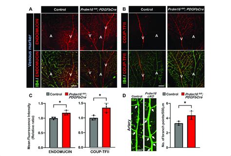 Ectopic Expression Of Venous Markers Endomucin And Coup Tfii In Prdm16 Download Scientific