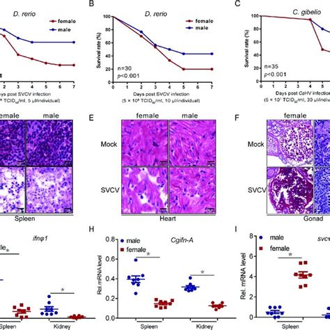 Sex Dependent Fish Susceptibility To Mortality By Svcv Infection A B