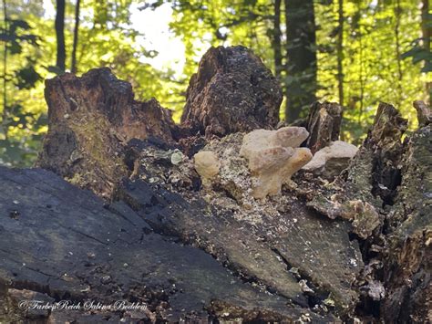 Im Aaper Wald 12 Farbenreich Weblog