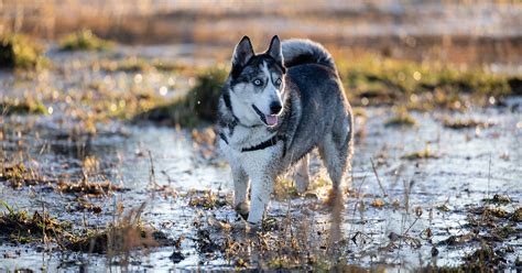 Canon Eos R3 Sample Gallery Dpreview Photography News Gear Reviews