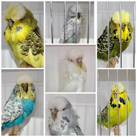 Eric Whitton Budgerigar Variety Auction 3 2025