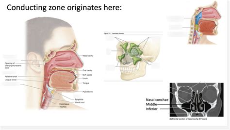 Conducting Zone Diagram Quizlet