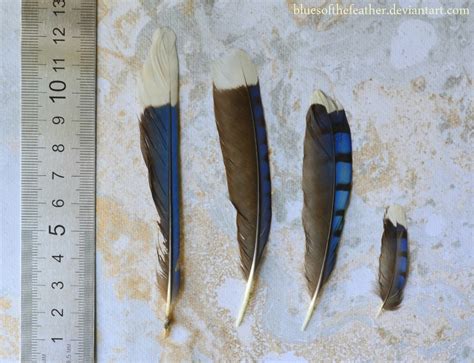 Blue Jay Feathers By Bluesofthefeather On Deviantart