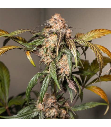 Auto Thricome And Cream Semishop