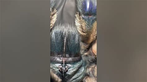 بالفوری فقط یه تارانتولا نیست می دونی چرا ؟ Tarantula تارانتولا Youtube