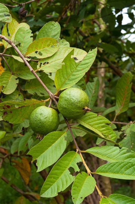 Fruit Tropical De Goyave Sur Larbre Image Stock Image Du Pile Linné