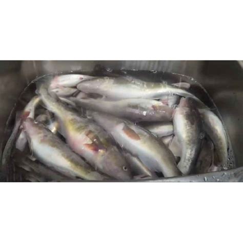 Tomcod Atlantic Tomcod Poulamon Atlantique Microgado