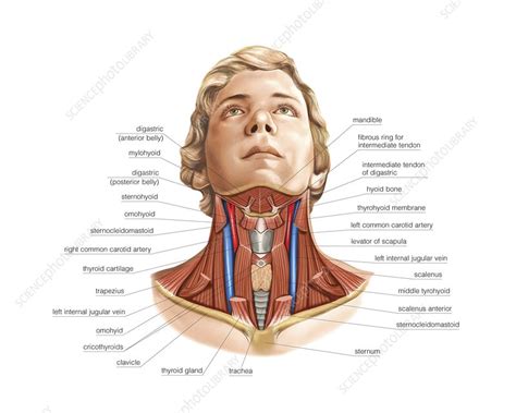 Anterior Neck Muscles Unlabeled