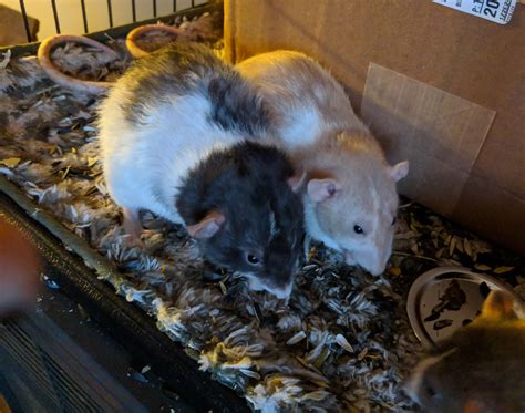 Sisters Snacking Strike Same Stance R Rats