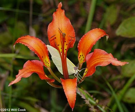 Lilium Catesbaei Pine Lily