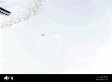 Usda Grain Inspection At Stockyards Ensures Quality Control Of Rice And Other Crops Supporting