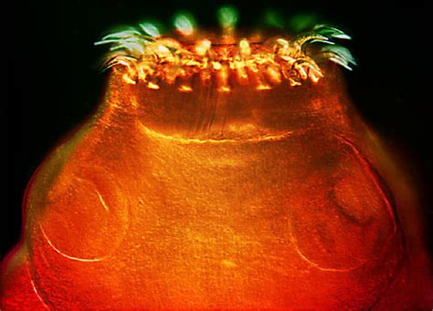 Canine Tapeworm Scolex Nikons Microscopyu