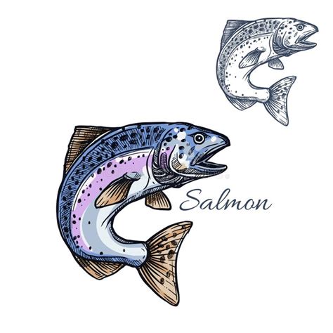 Salmon Sketch Stock Illustrations 14 357 Salmon Sketch Stock
