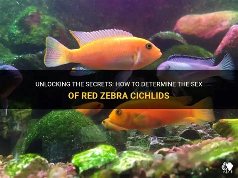 Unlocking The Secrets How To Determine The Sex Of Red Zebra Cichlids
