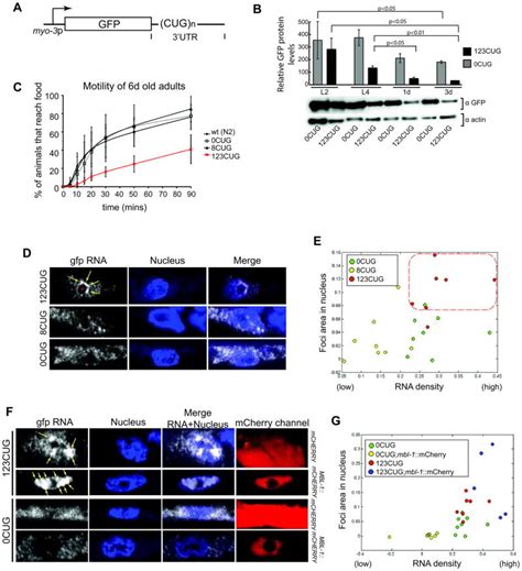 Identification Of Genes In Trinucleotide Repeat Rna Toxicity Pathways In C Elegans Pmc