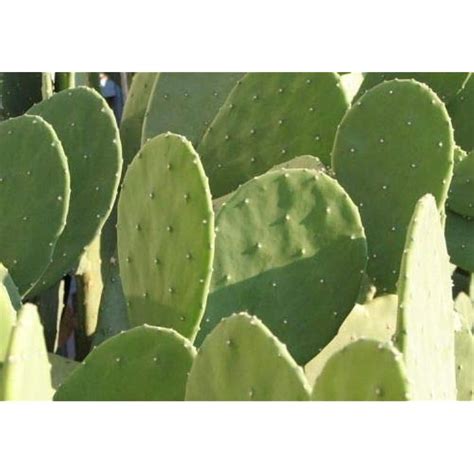 3 Pads Spineless Thornless Edible Nopales Prickly India Ubuy