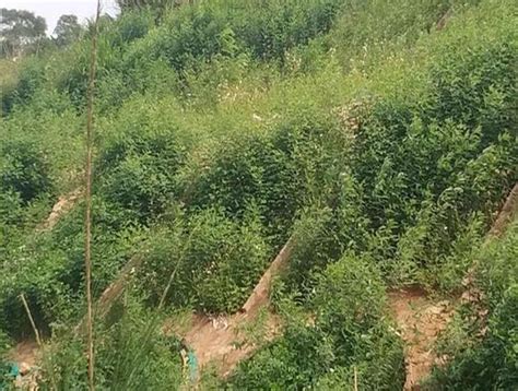 木豆 广西荔禾生态科技有限公司