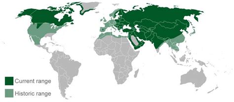 Historic Range Of Gray Wolves