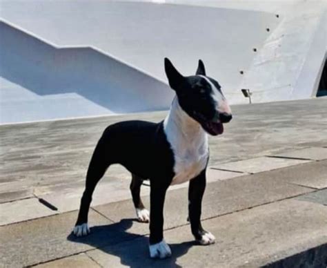 Encuentran A La Perra Que Había Desaparecido En El Sobradillo En Nochebuena