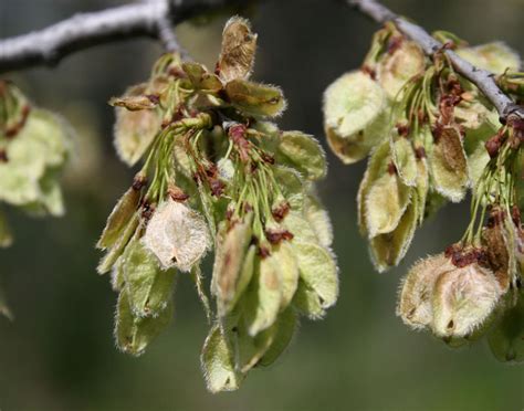 What Do Elm Tree Seed Pods Look Like At Tia Curtis Blog