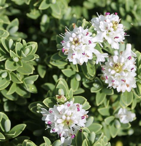 Hebe Sutherlandii Perennial Evergreen Shrub Plug Plants Pack X6 South