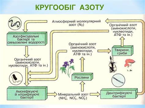 Нітроген. Азот. Сполуки Нітрогена - презентация онлайн