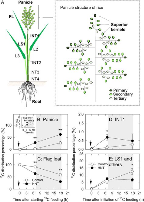 A Diagram Of Rice Plant Left And Rice Panicle Structure Right Download Scientific