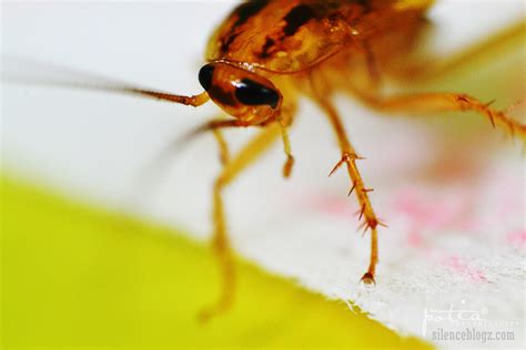 Could A Cockroach Really Survive A Nuclear Explosion