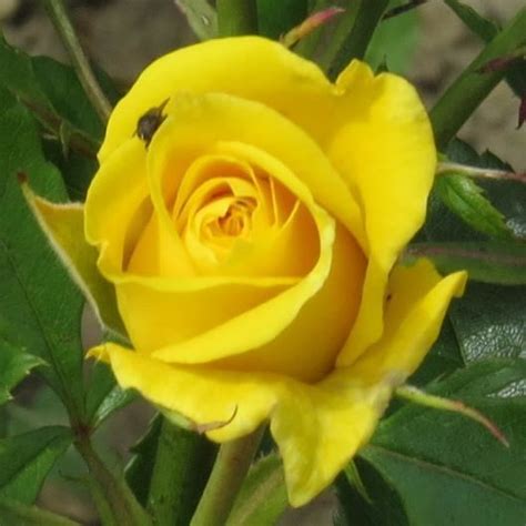 Rosa Sunsprite Alchetron The Free Social Encyclopedia