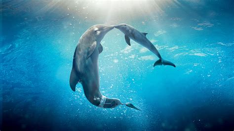 Dolphin Tale Wallpaper