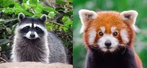 Red Panda Raccoon Related To