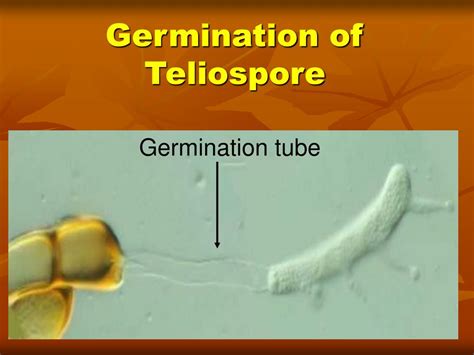 Ppt Stem Rust Of Wheat Powerpoint Presentation Free Download Id