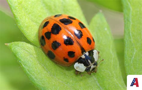 Asian Lady Beetles Vs Ladybugs Whats The Difference