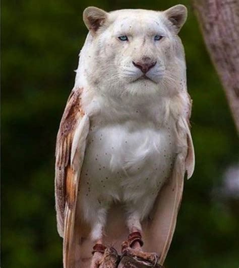 39 Unexpected Animal Hybrids That Would Be Hilarious In Real Life Artofit